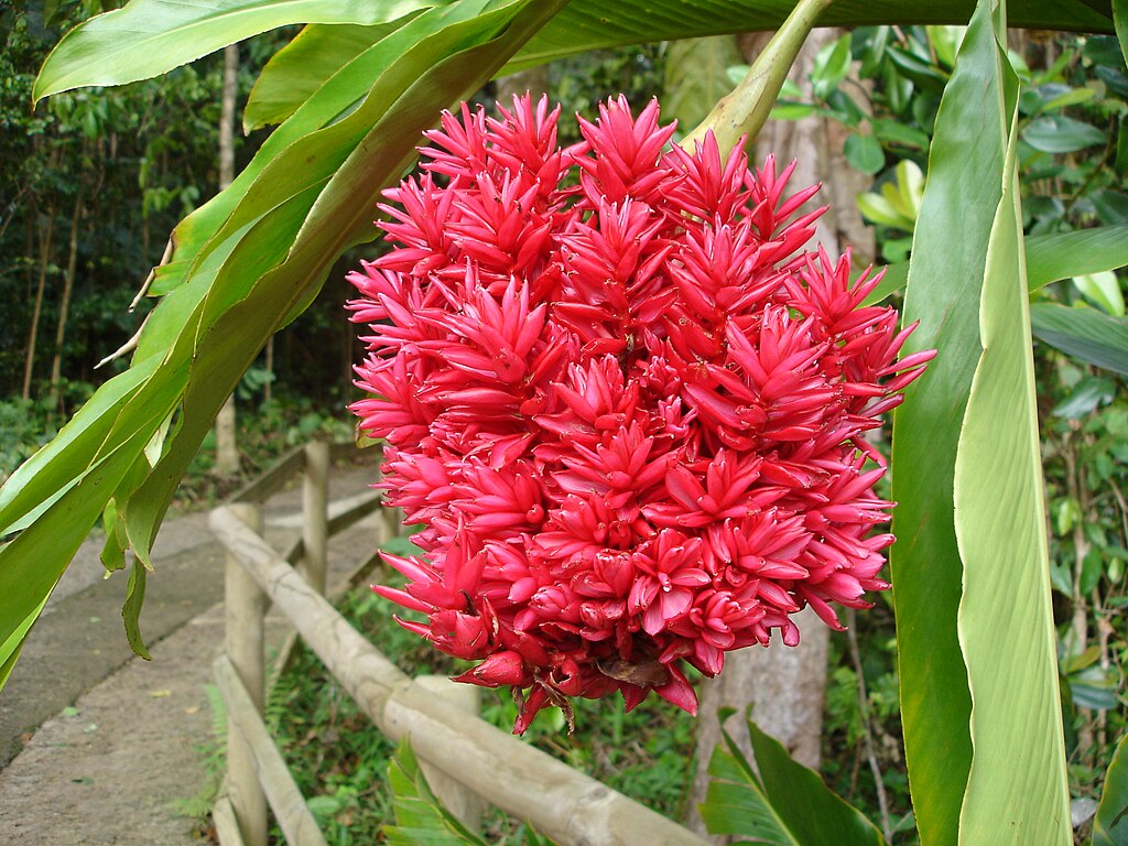 Bunga Lengkuas Merah – Alpinia purpurata 7 – Agrokompleks Kita